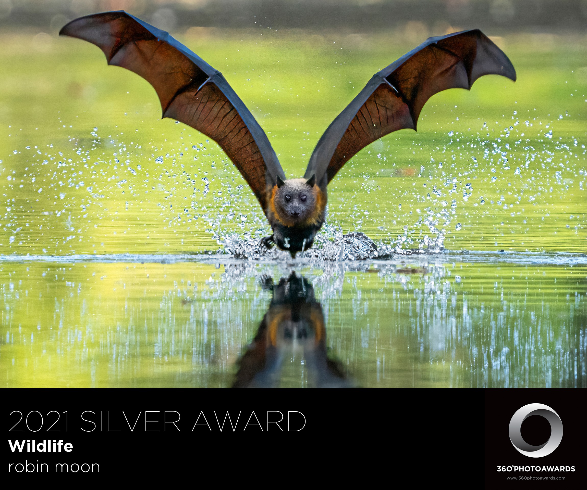 2021 Wildlife – 360 Photo Awards